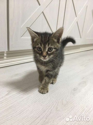 Кошка