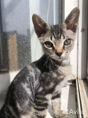 Котенок Донской сфинкс
