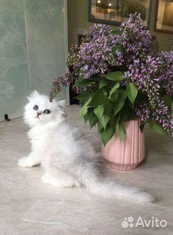 Длинношерстная серебристая британка