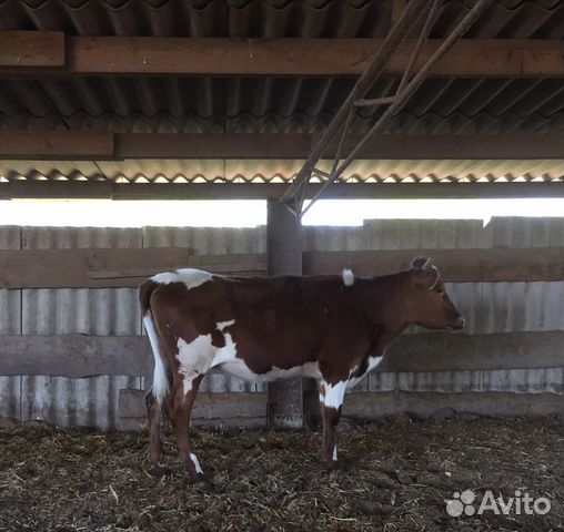 Стельная телка