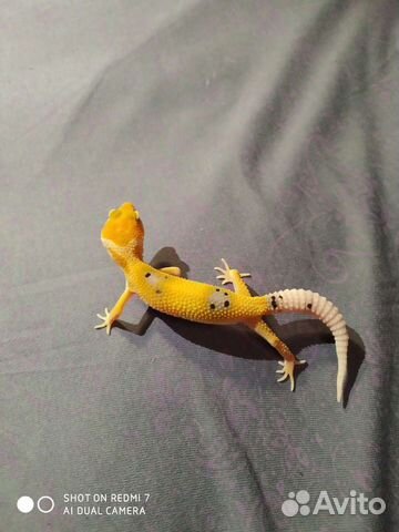 Геккон эублефар