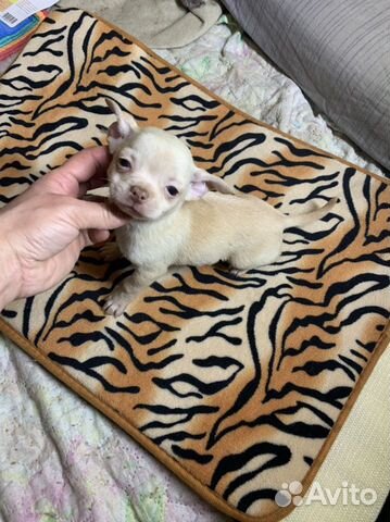 Чихуахуа мини девочка Беляночка