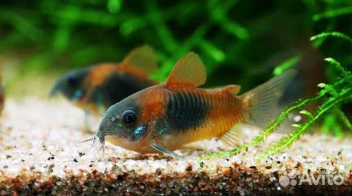 Коридорасы Венесуэла орандж и барбусы Денисони