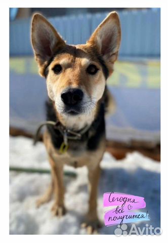 Собака в заботливые руки