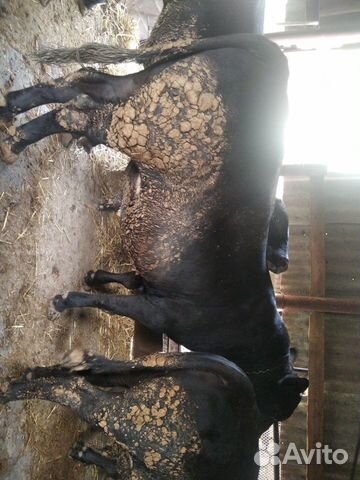 Бык Абердин ангус