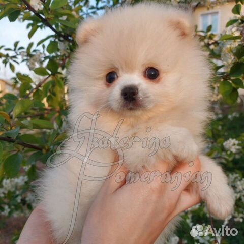 Красивый кремовый мальчик мини