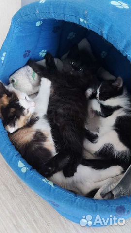 Кошки в добрые руки бесплатно