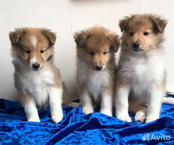 Мальчики Шелти