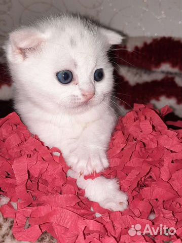 Котята шотландские