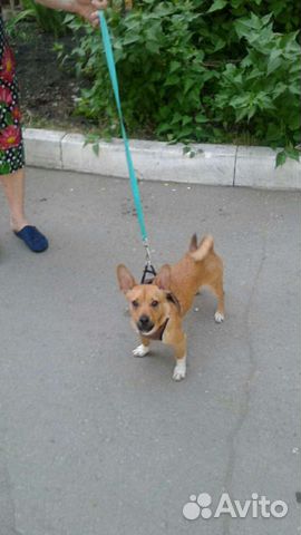 А-ля карликовый пинчер в добрые руки