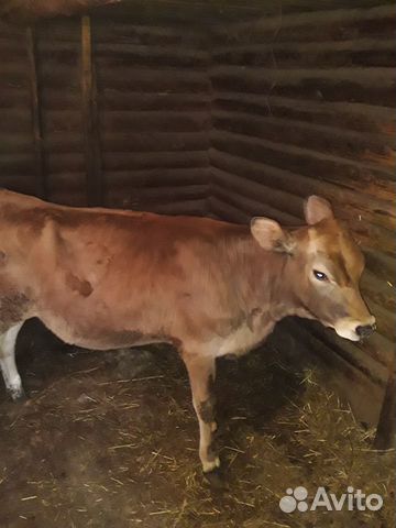 Продаю телочку