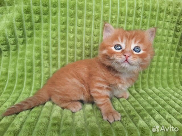 Сибирские котята