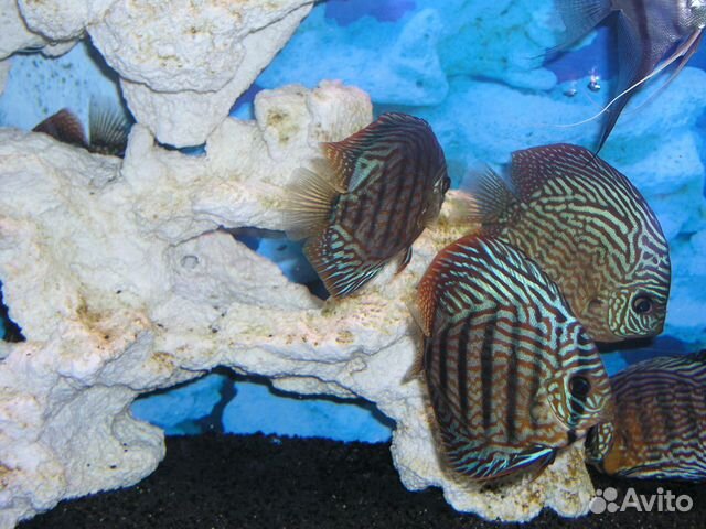 Ул.Новоурицкая, 44а