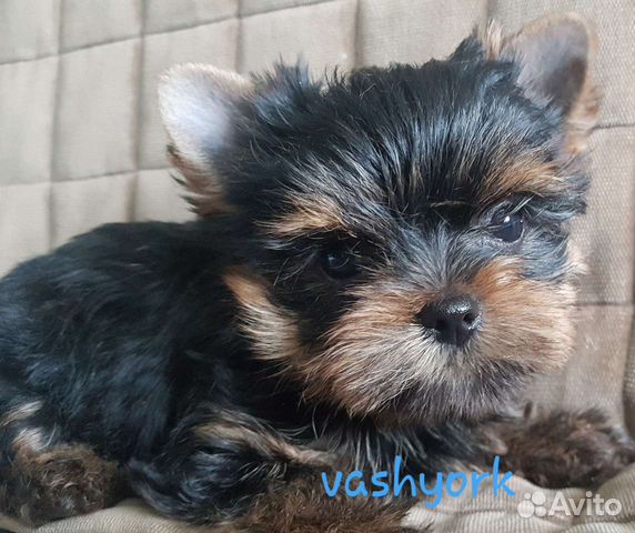 Мальчики миники и мелкий стандарт