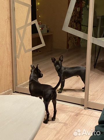 Той-терьер щенок