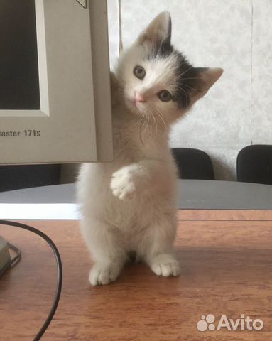 Котёнок в добрые руки