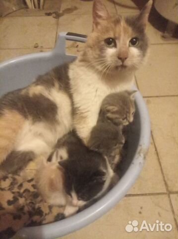 Котята ищут хороших хозяев