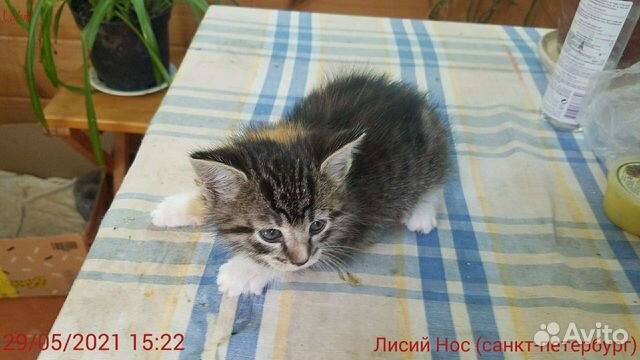 Котик классической раскраски с рыжим пятнышком
