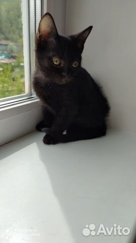 Котята отдам в добрые руки бесплатно