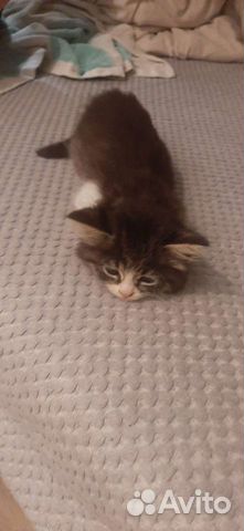 Котята отдам в добрые руки бесплатно