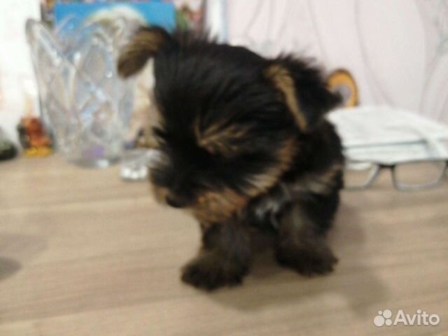 Щенок йоркширского терьера родился 6 апреля 2021