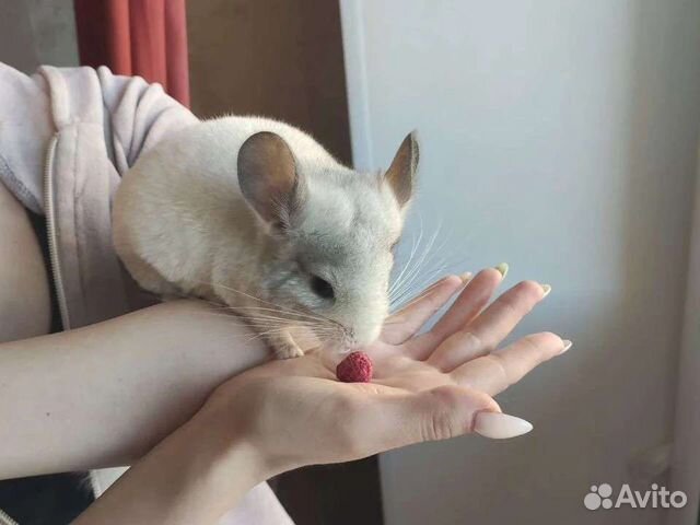 Шиншилла Белый бархат