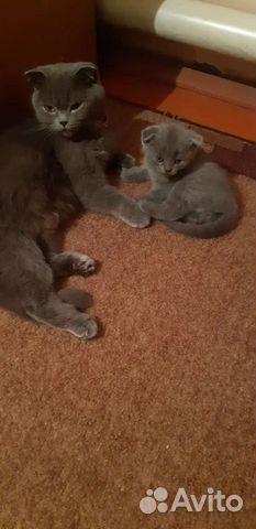 Британская