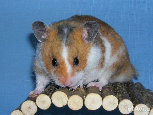 Взрослые сирийские хомячки. Питомник