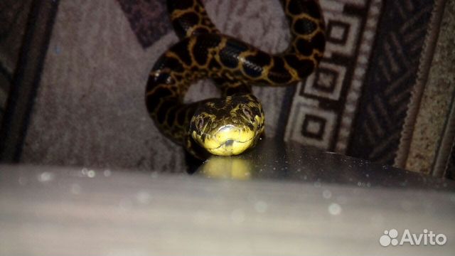 Парагвайская анаконда