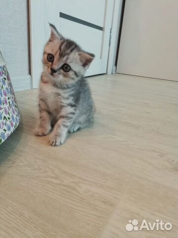 Шотландские котята