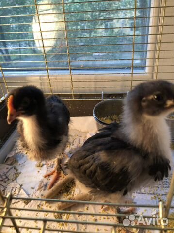 Цыпленок маран