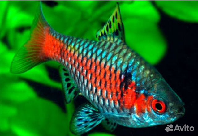 Алый Одесский барбус