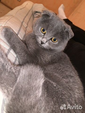 Шотланская вислоухая кошка вязка