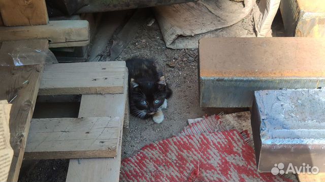 Котята в добрые руки бесплатно