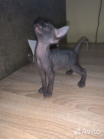 Донской сфинкс котята