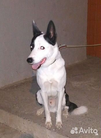 Ричи ищет настоящего хозяина