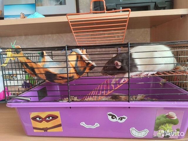 Клеткас крысой