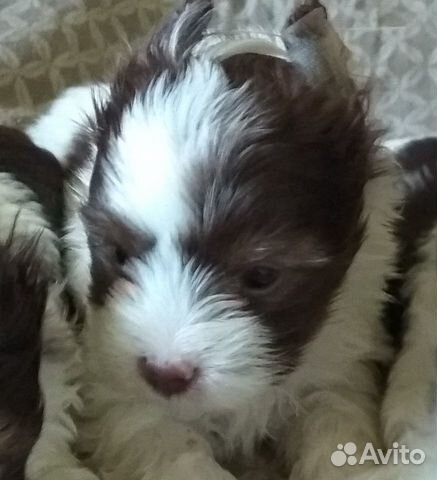 Девочка белошоколадная