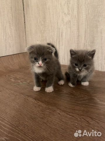 Котята в добрые руки бесплатно