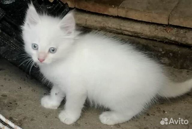 Мальчик в добрые руки