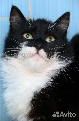 Котик