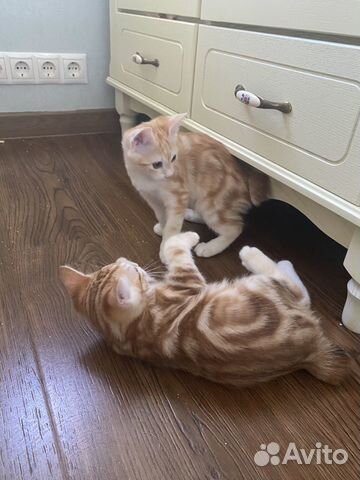 Курильский бобтейл мальчик