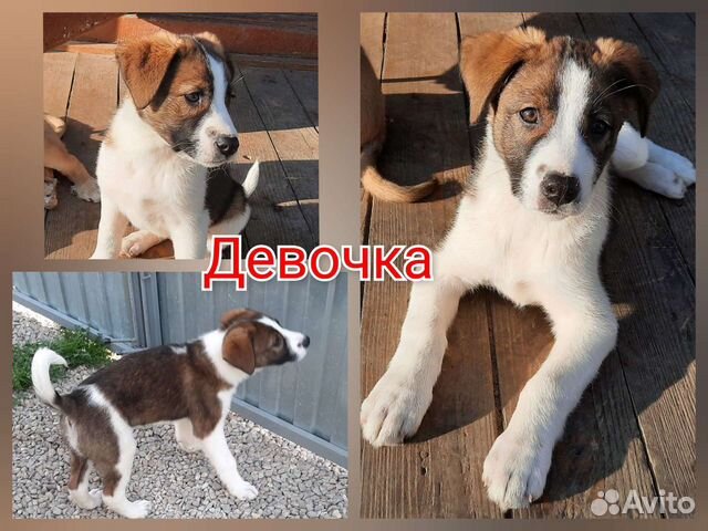 Собака в добрые руки