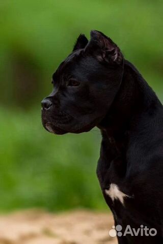 Шикарная черная девочка кане корсо