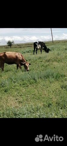 Овцы с ягнятами и телки с бычком