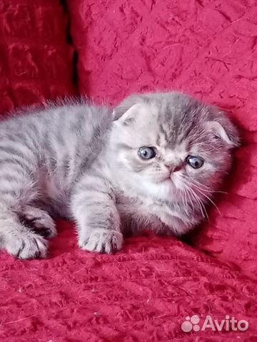 Экзотическая кошечка