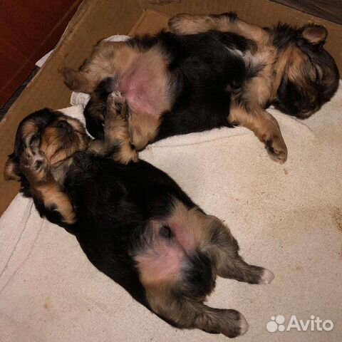 Щенки йорка