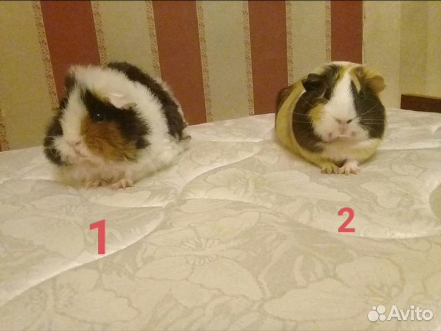 Морские свинки