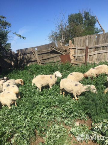 Молодые матки