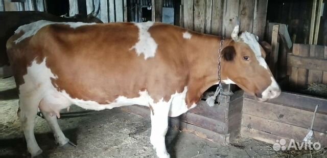 Корова высокоудойная